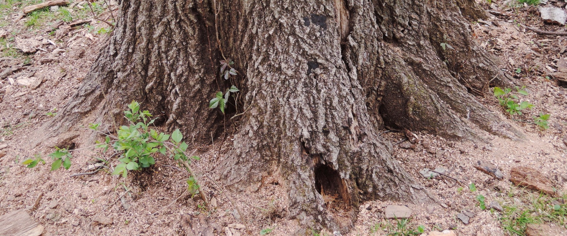 All You Need to Know About Tree Stumps and Roots